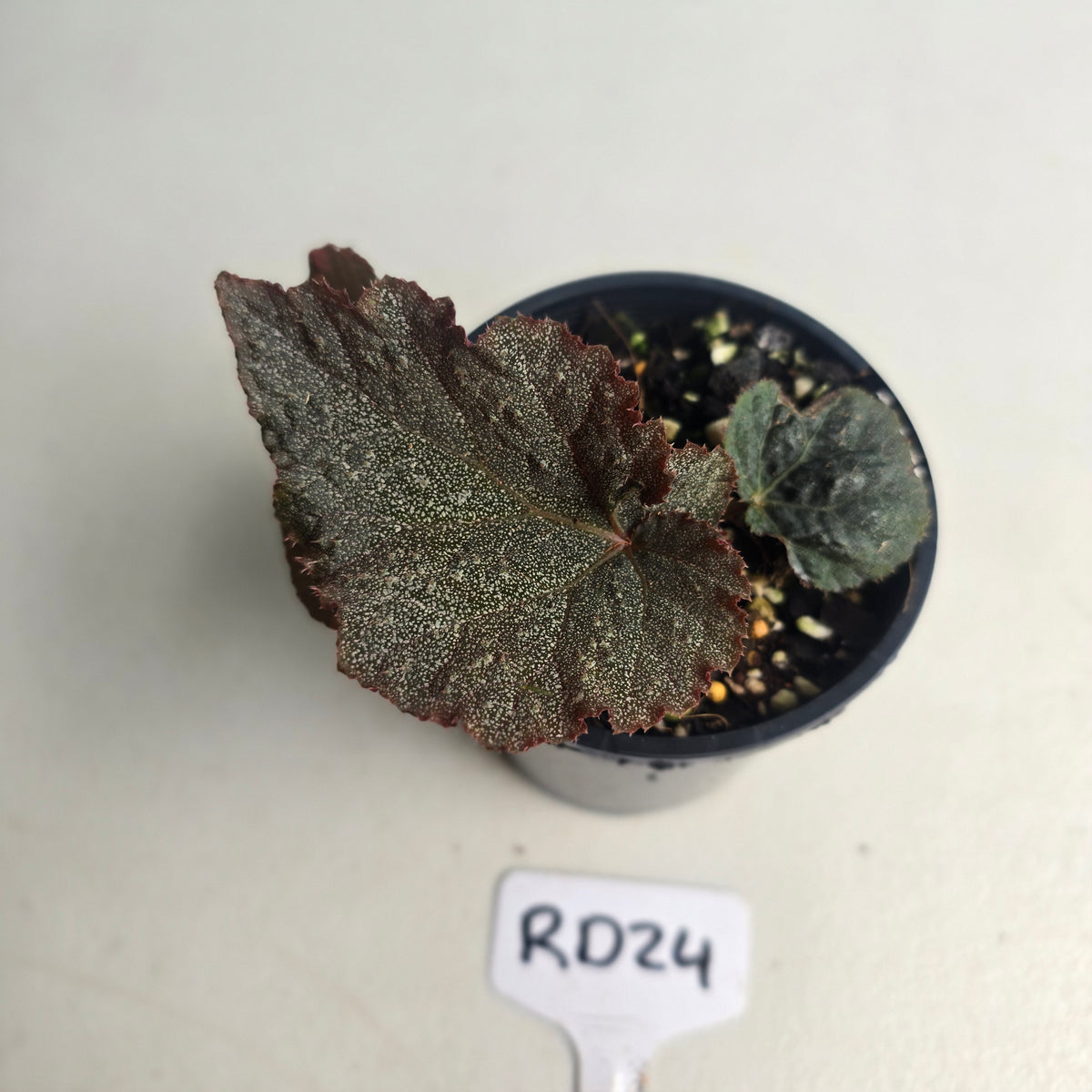 #RD24 Begonia U485 – J & S Plant Pickers