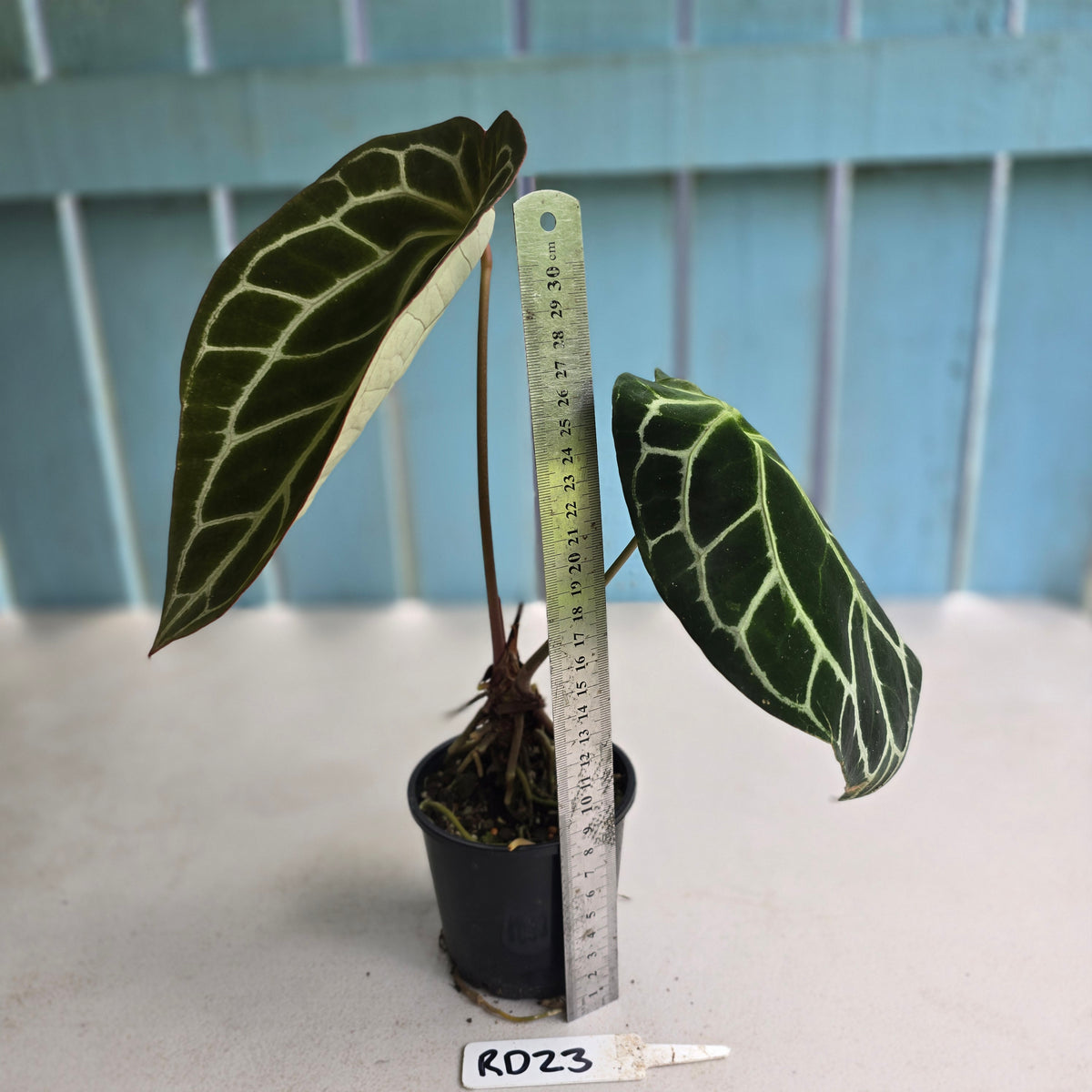 #RB23 Anthurium Crystallinum x Forgetii – J & S Plant Pickers