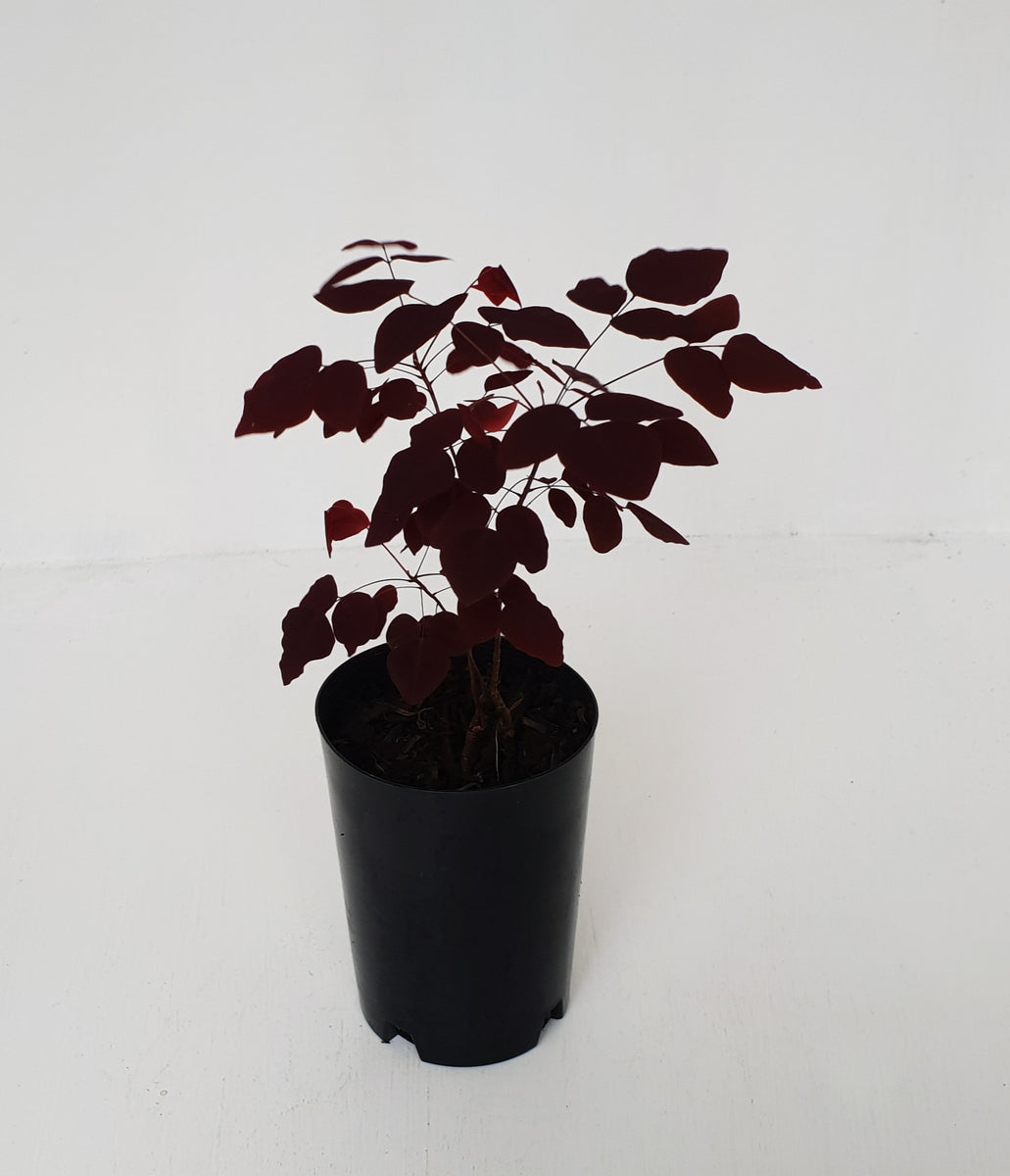 Oxalis Hedysaroides - Fire Fern – J & S Plant Pickers