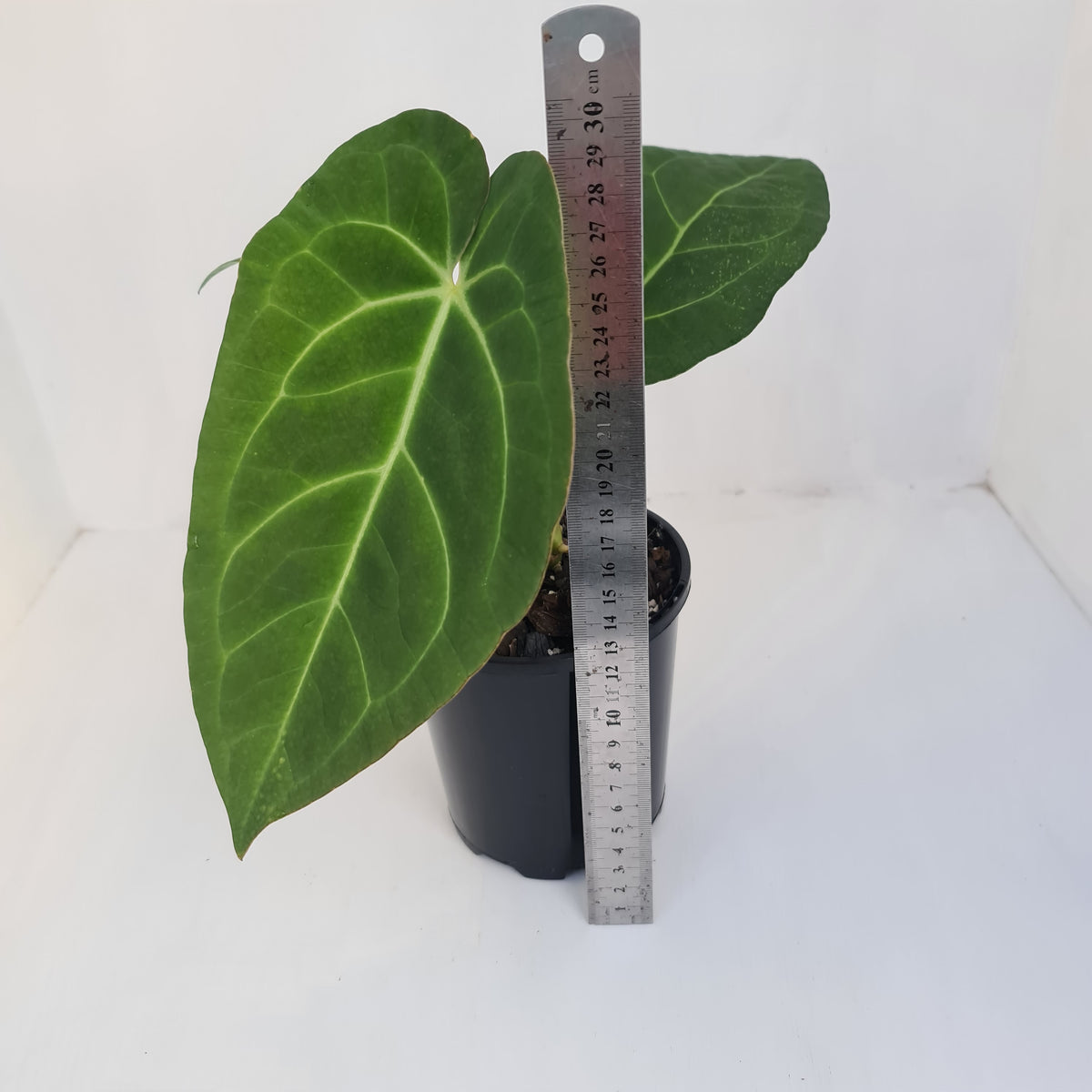 #1 Anthurium 'Velvet Shadow' – J & S Plant Pickers