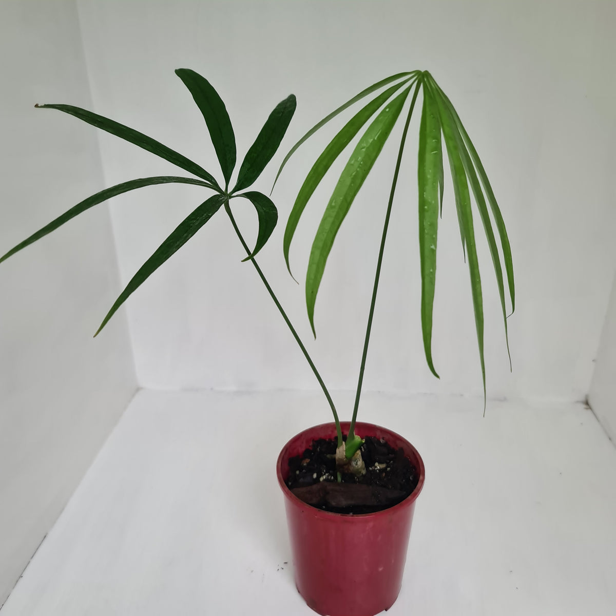Anthurium Polydactylum – J & S Plant Pickers