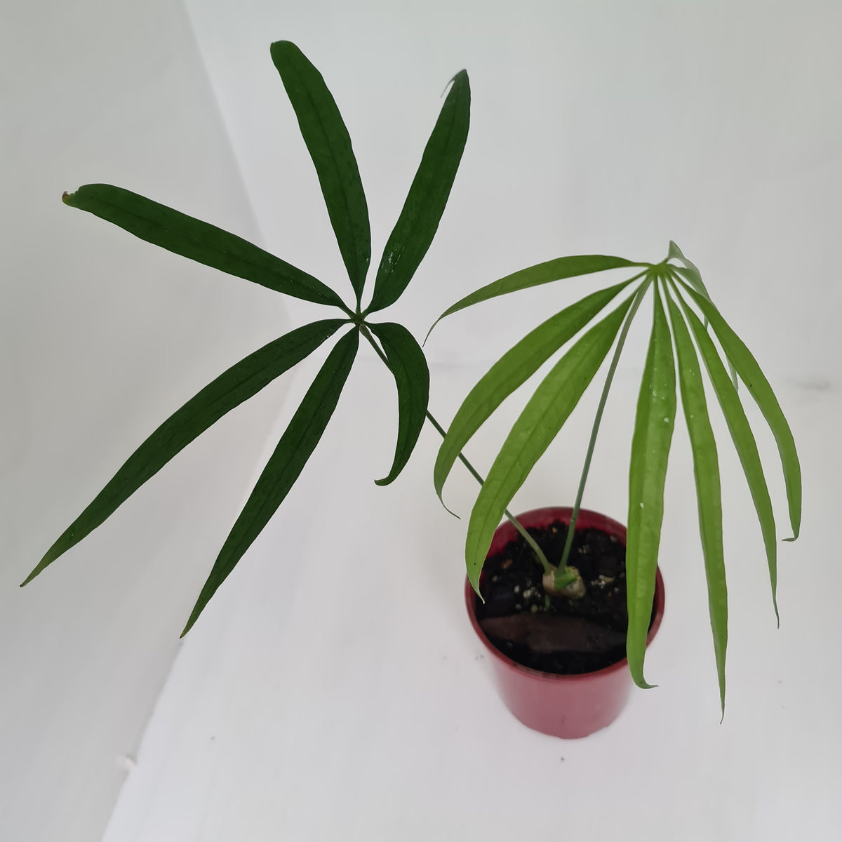 Anthurium Polydactylum – J & S Plant Pickers