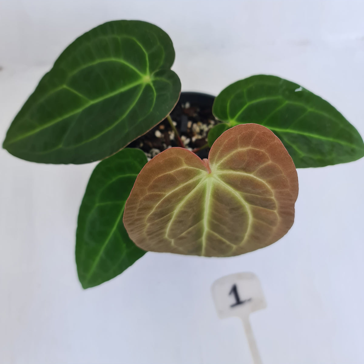 #1 Anthurium 'Velvet Shadow' – J & S Plant Pickers