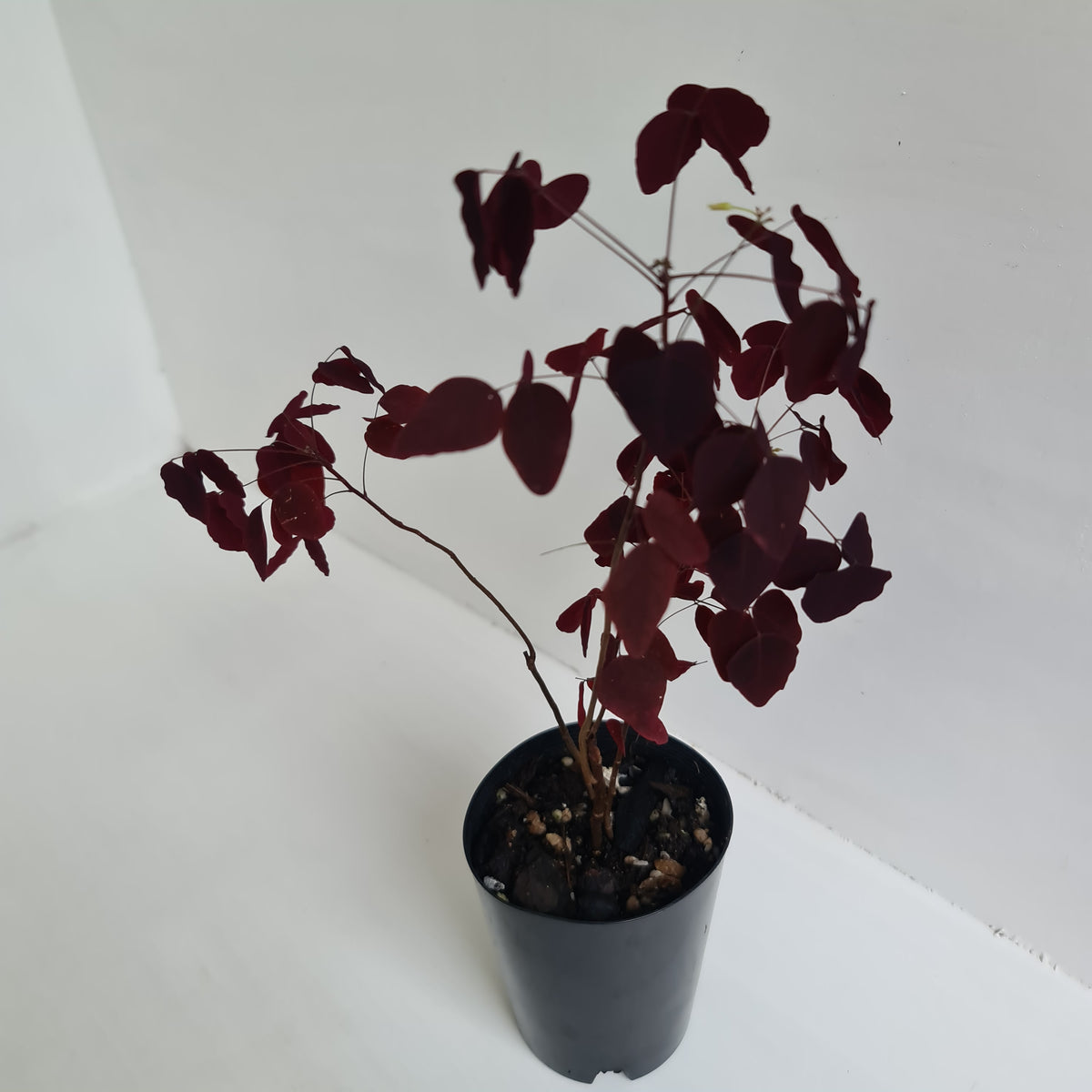 Oxalis Hedysaroides - Fire Fern – J & S Plant Pickers