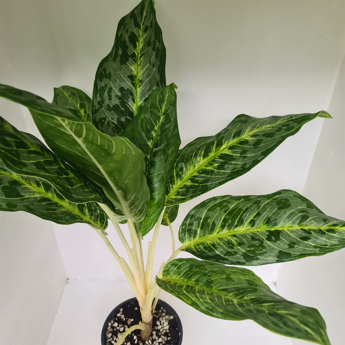 Large Aglaonema 'Peacock' – J & S Plant Pickers