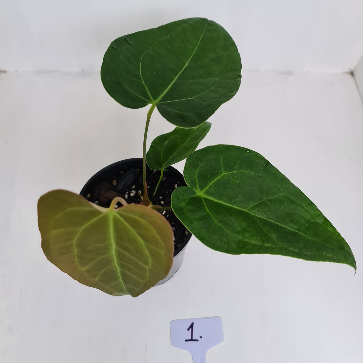 #1 Anthurium 'Velvet Shadow' – J & S Plant Pickers