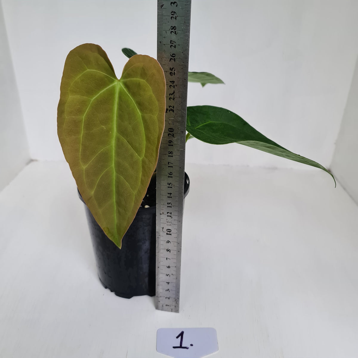 #1 Anthurium 'Velvet Shadow' – J & S Plant Pickers