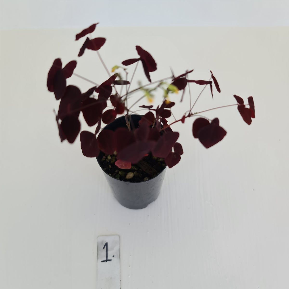 #1 Oxalis Hedysaroides - Fire Fern – J & S Plant Pickers