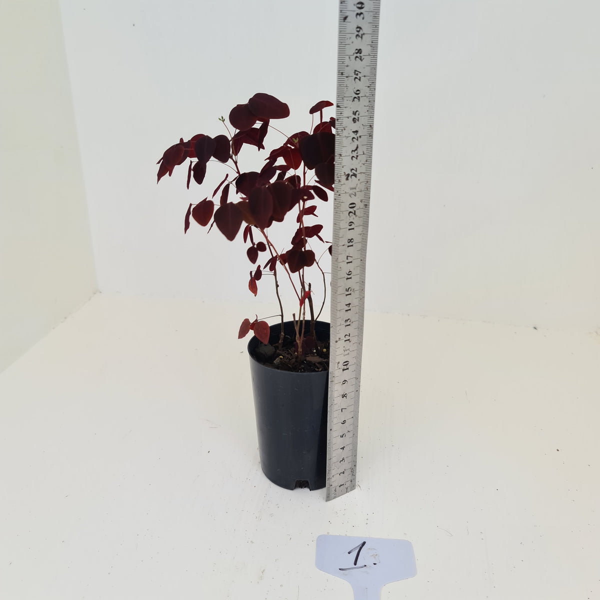 #1 Oxalis Hedysaroides - Fire Fern – J & S Plant Pickers
