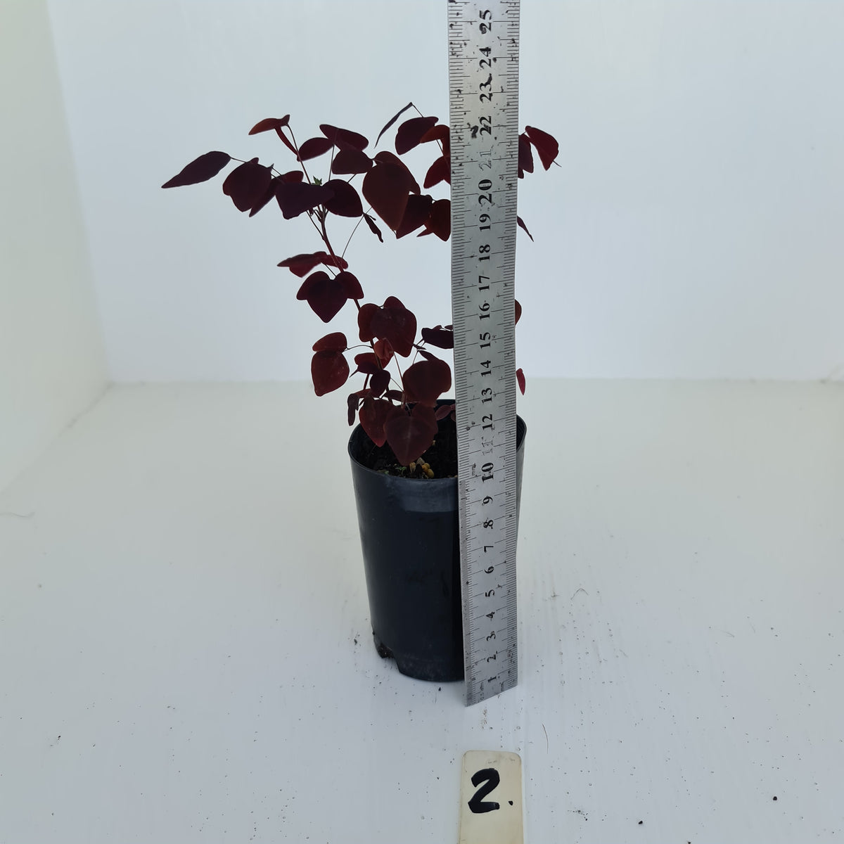 #2 Oxalis Hedysaroides - Fire Fern – J & S Plant Pickers