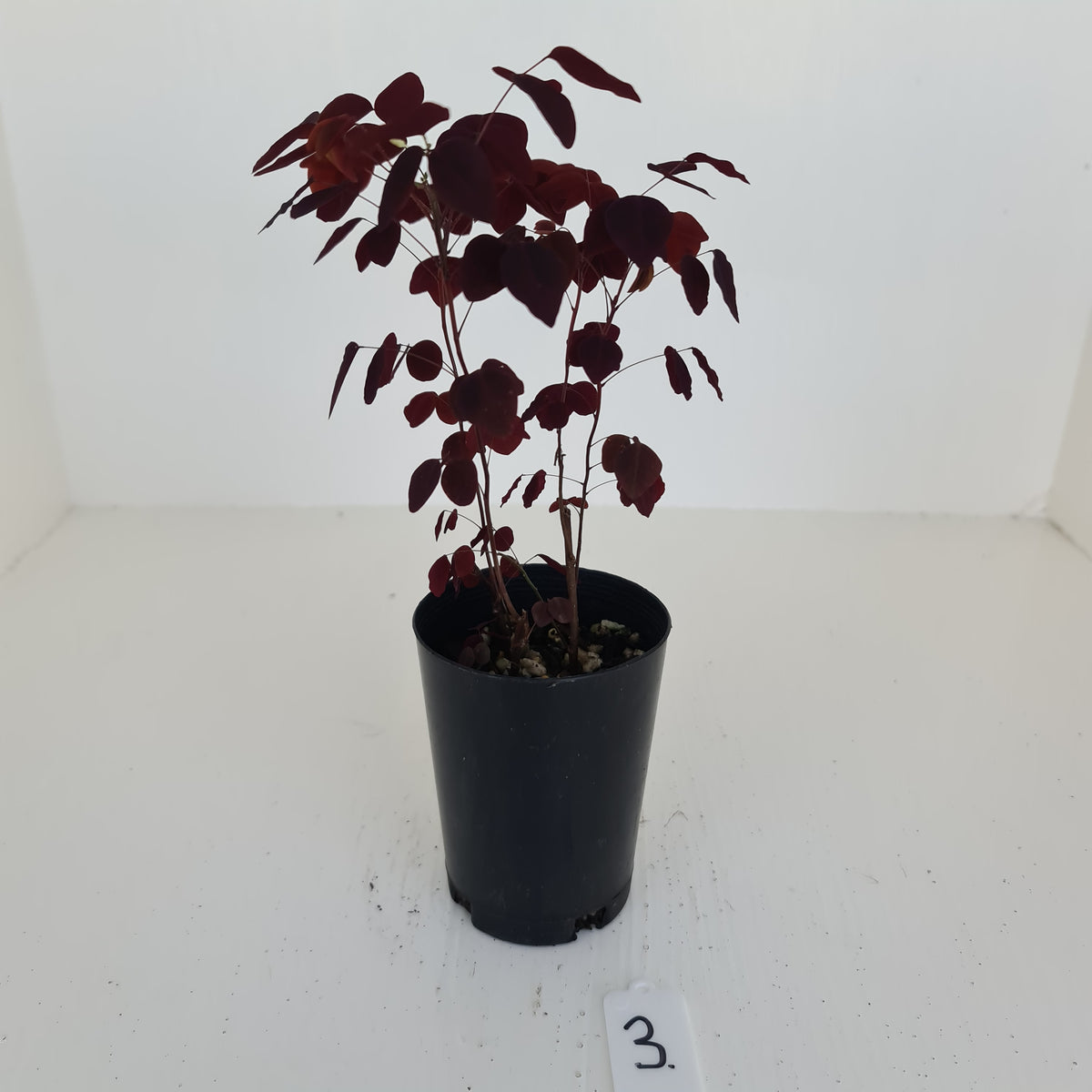 #3 Oxalis Hedysaroides - Fire Fern – J & S Plant Pickers