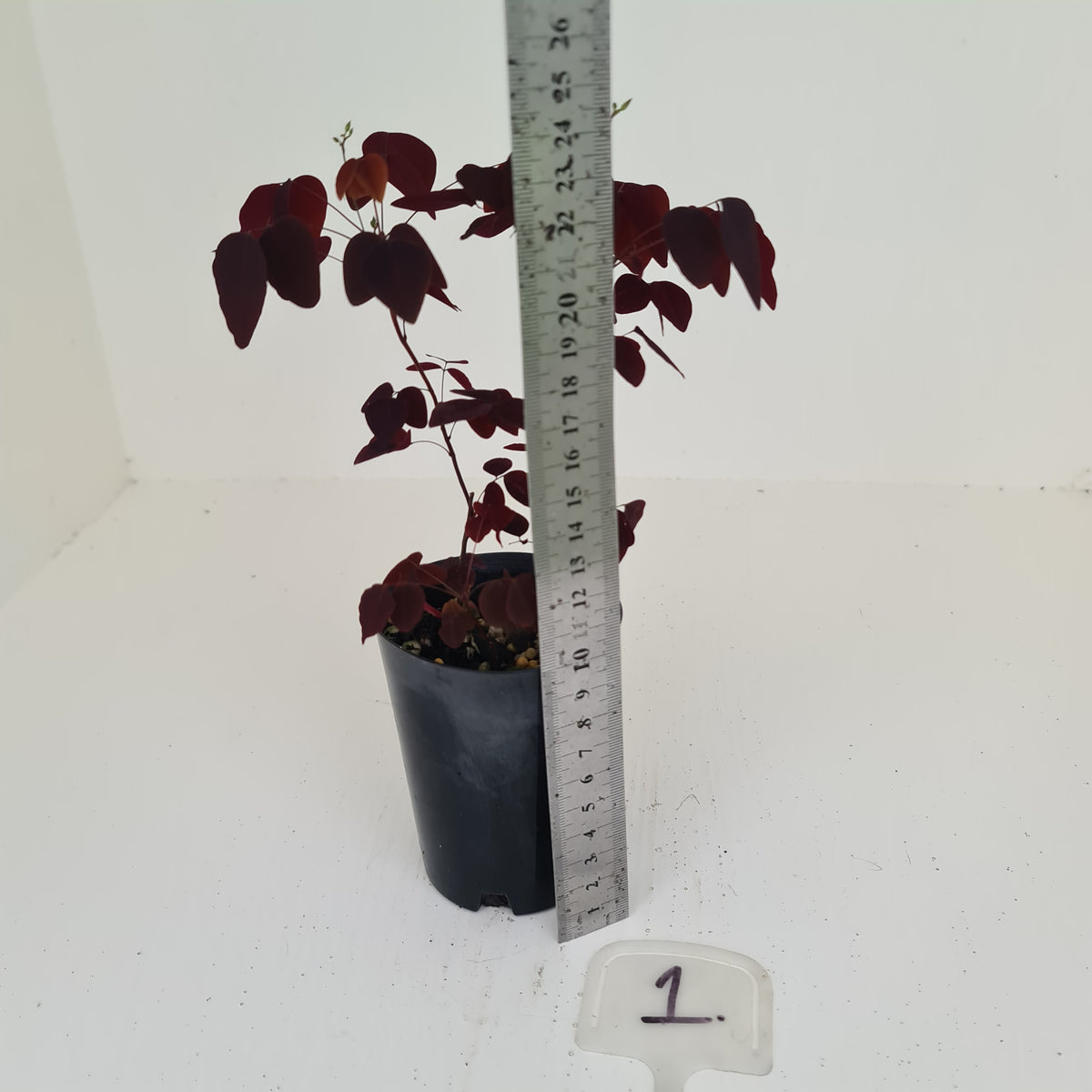 #1 Oxalis Hedysaroides - Fire Fern – J & S Plant Pickers