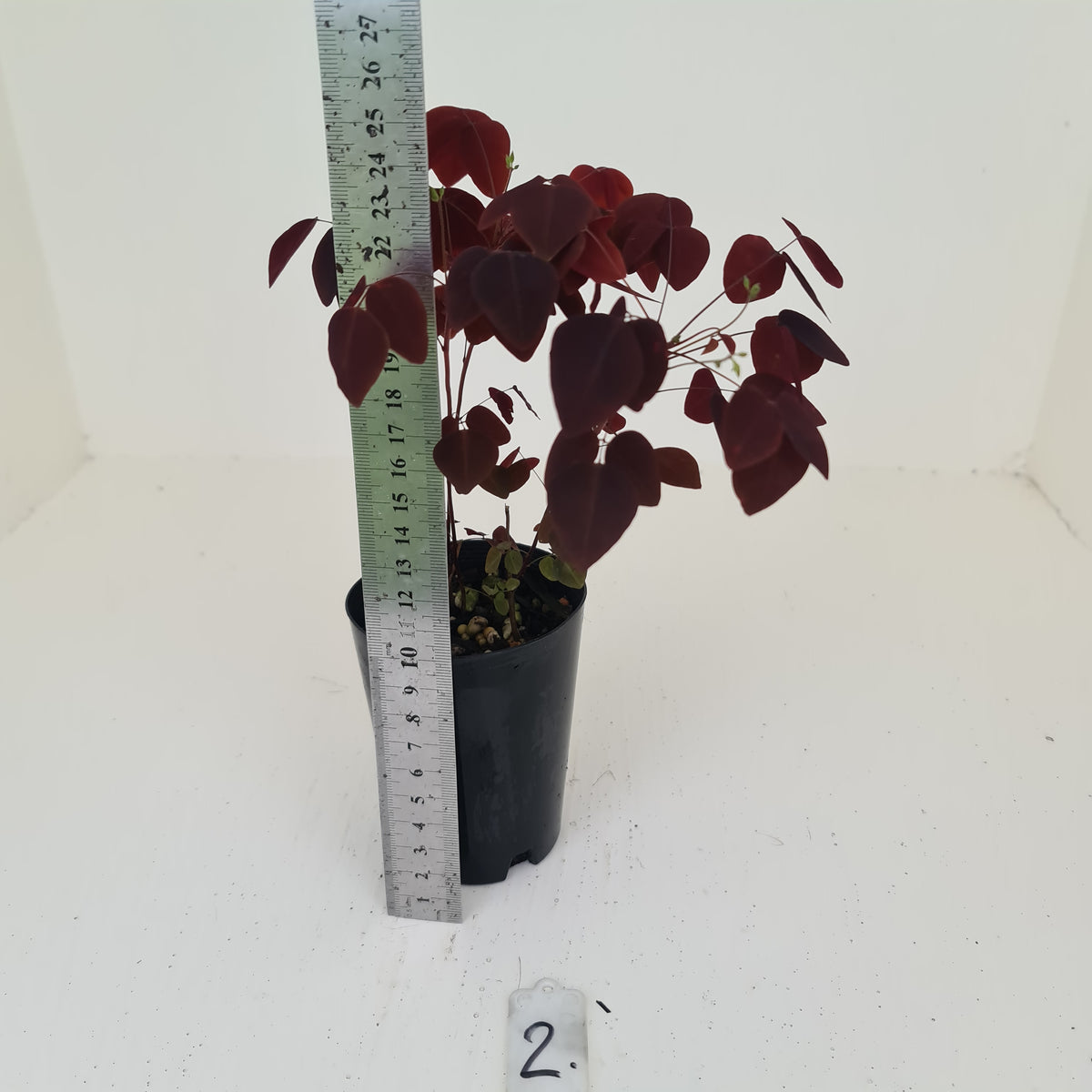 #2 Oxalis Hedysaroides - Fire Fern – J & S Plant Pickers