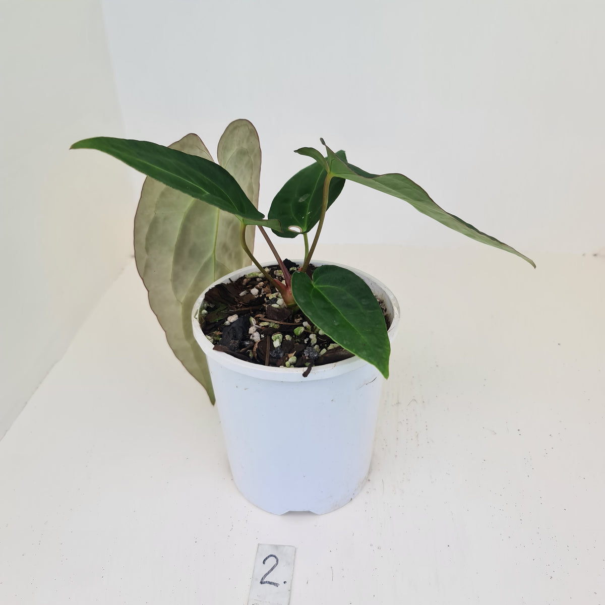 #2 Anthurium 'Velvet Shadow' – J & S Plant Pickers