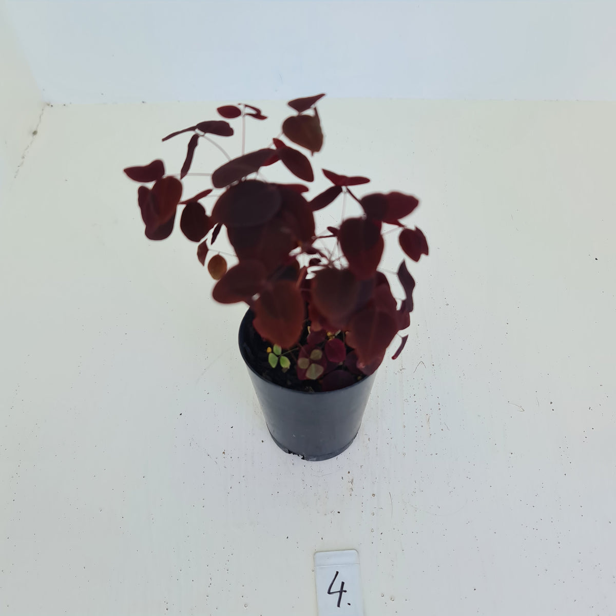 #4 Oxalis Hedysaroides - Fire Fern – J & S Plant Pickers