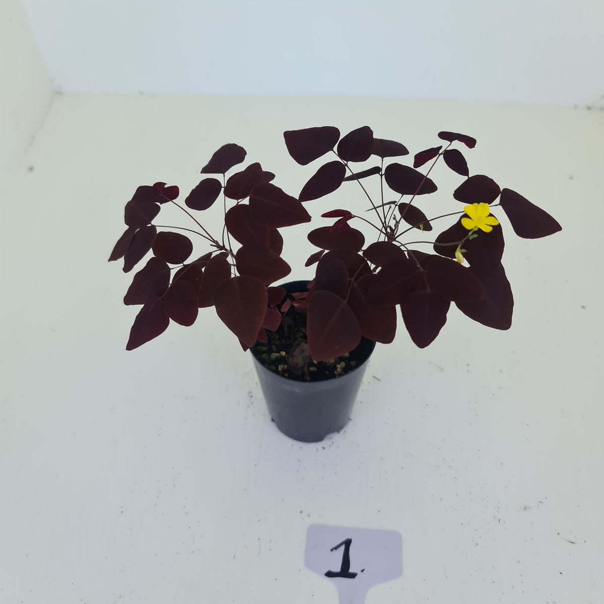 #1 Oxalis Hedysaroides - Fire Fern – J & S Plant Pickers