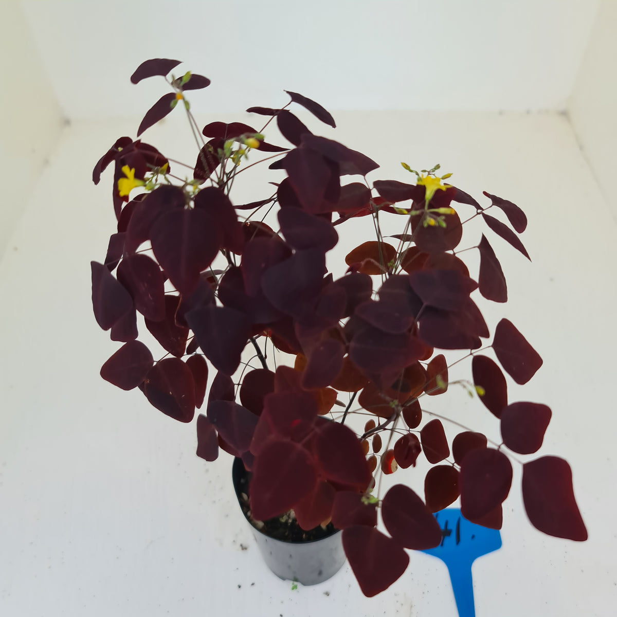 #41 Oxalis Hedysaroides - Fire Fern – J & S Plant Pickers