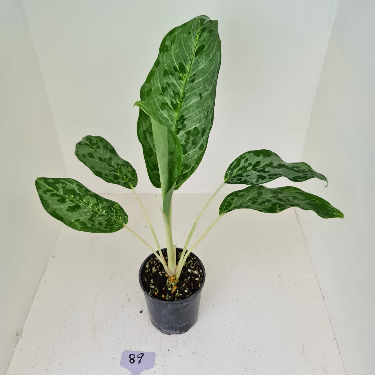 #89 Aglaonema 'Peacock' – J & S Plant Pickers