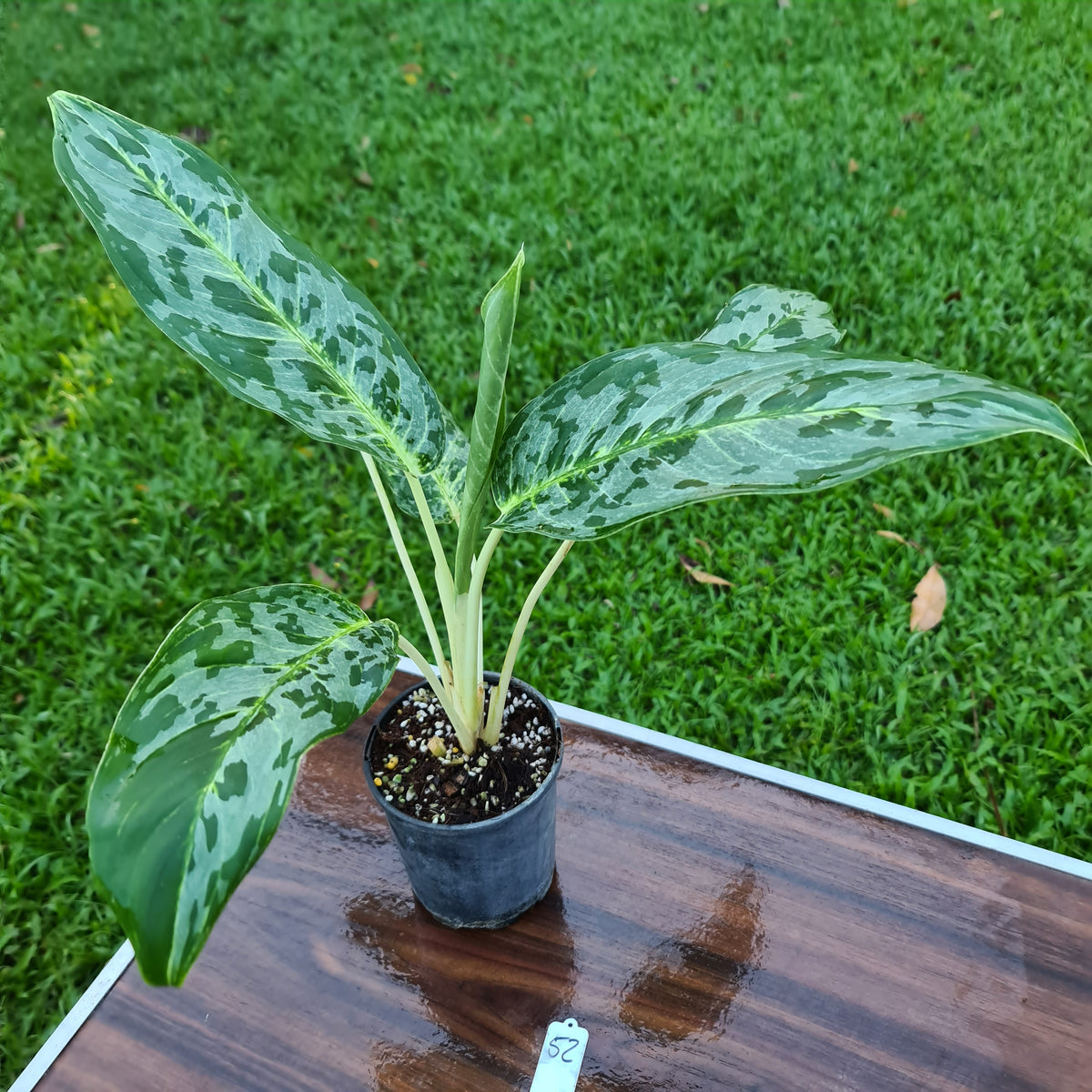 #52 Aglaonema 'Peacock' – J & S Plant Pickers
