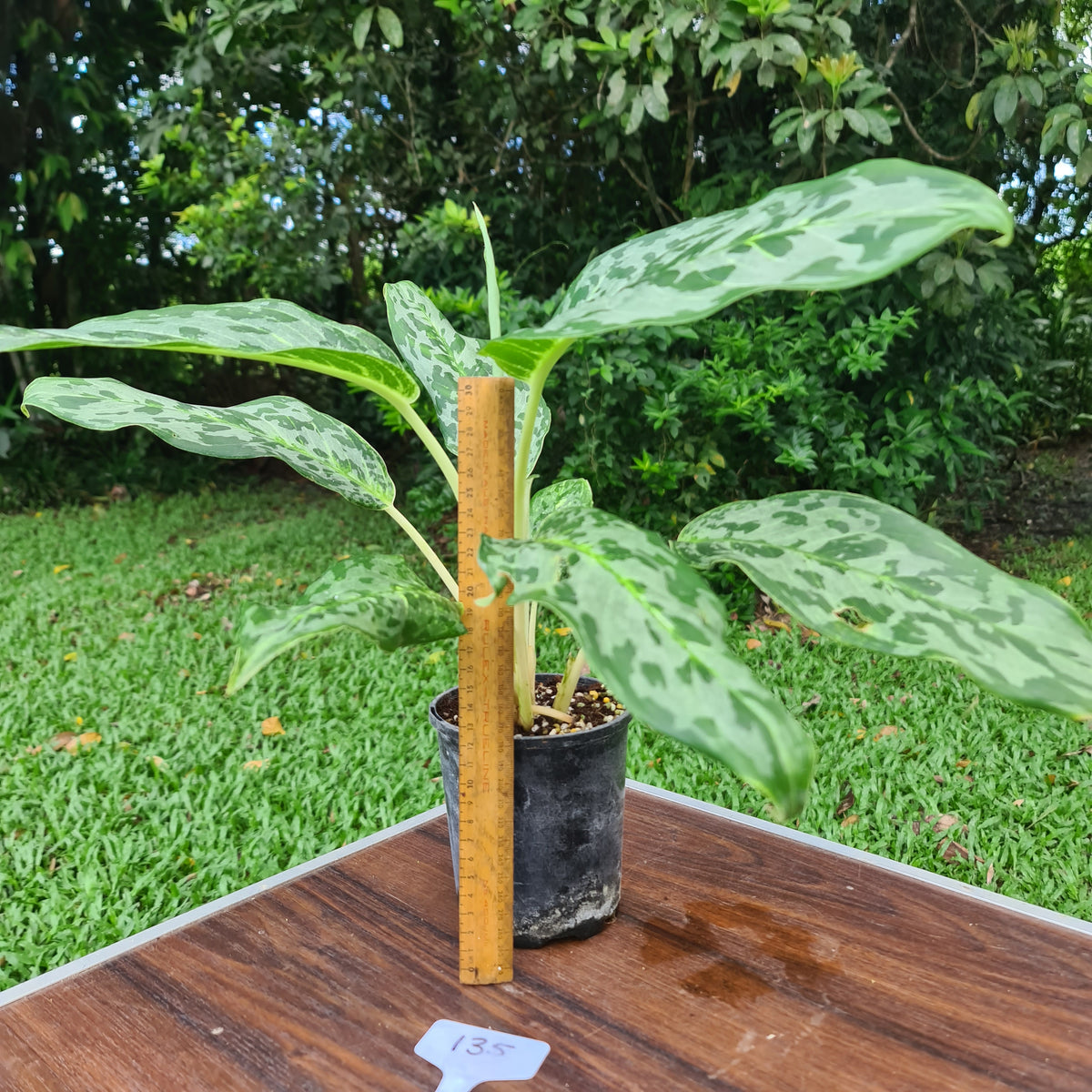 #135 Aglaonema 'Peacock' – J & S Plant Pickers