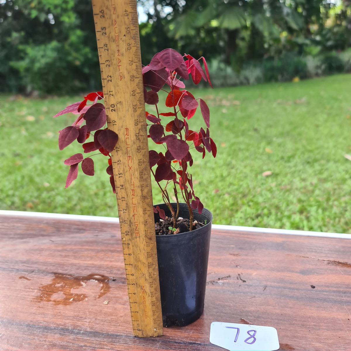 #78 Oxalis Hedysaroides - Fire Fern – J & S Plant Pickers