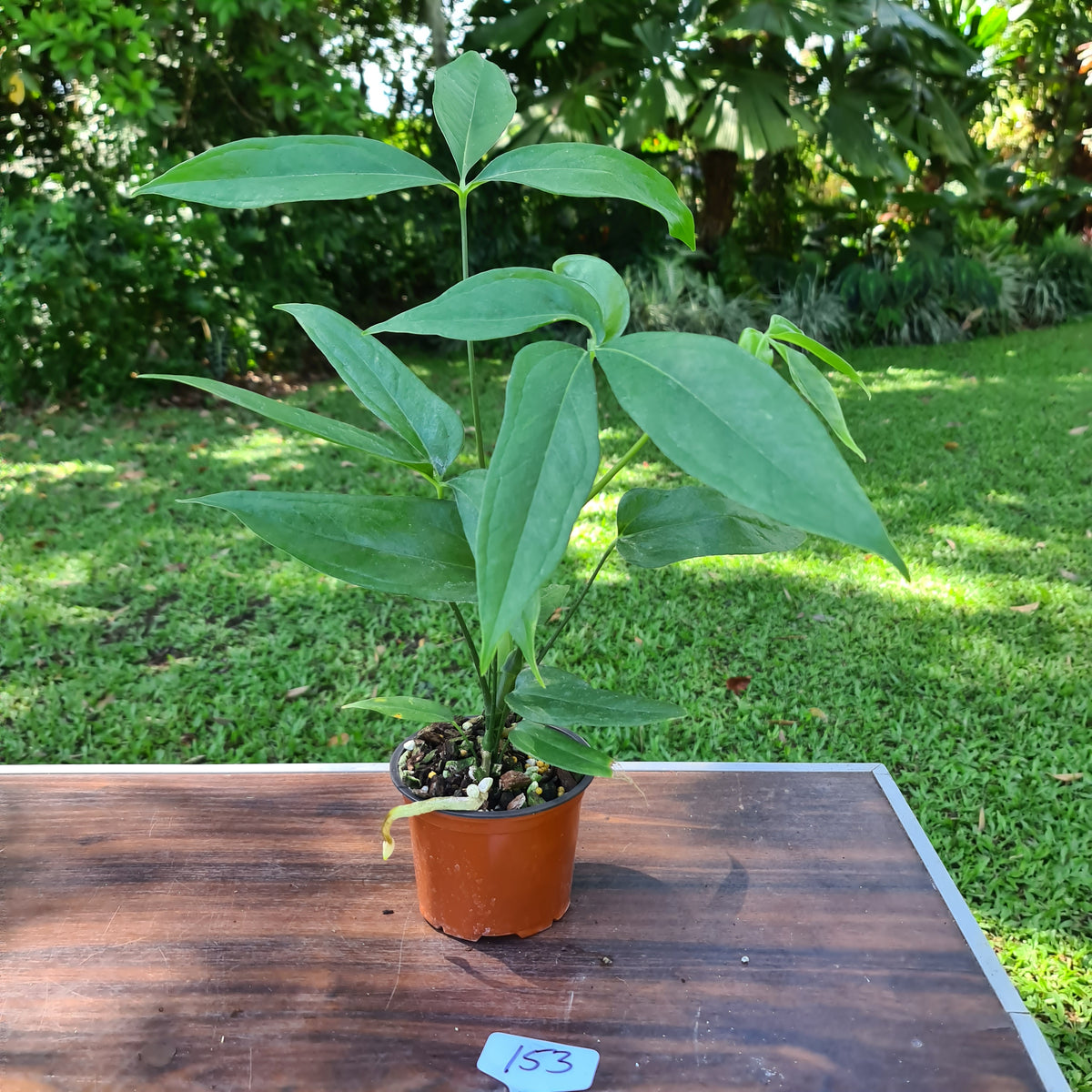 #153 Anthurium Digitatum – J & S Plant Pickers