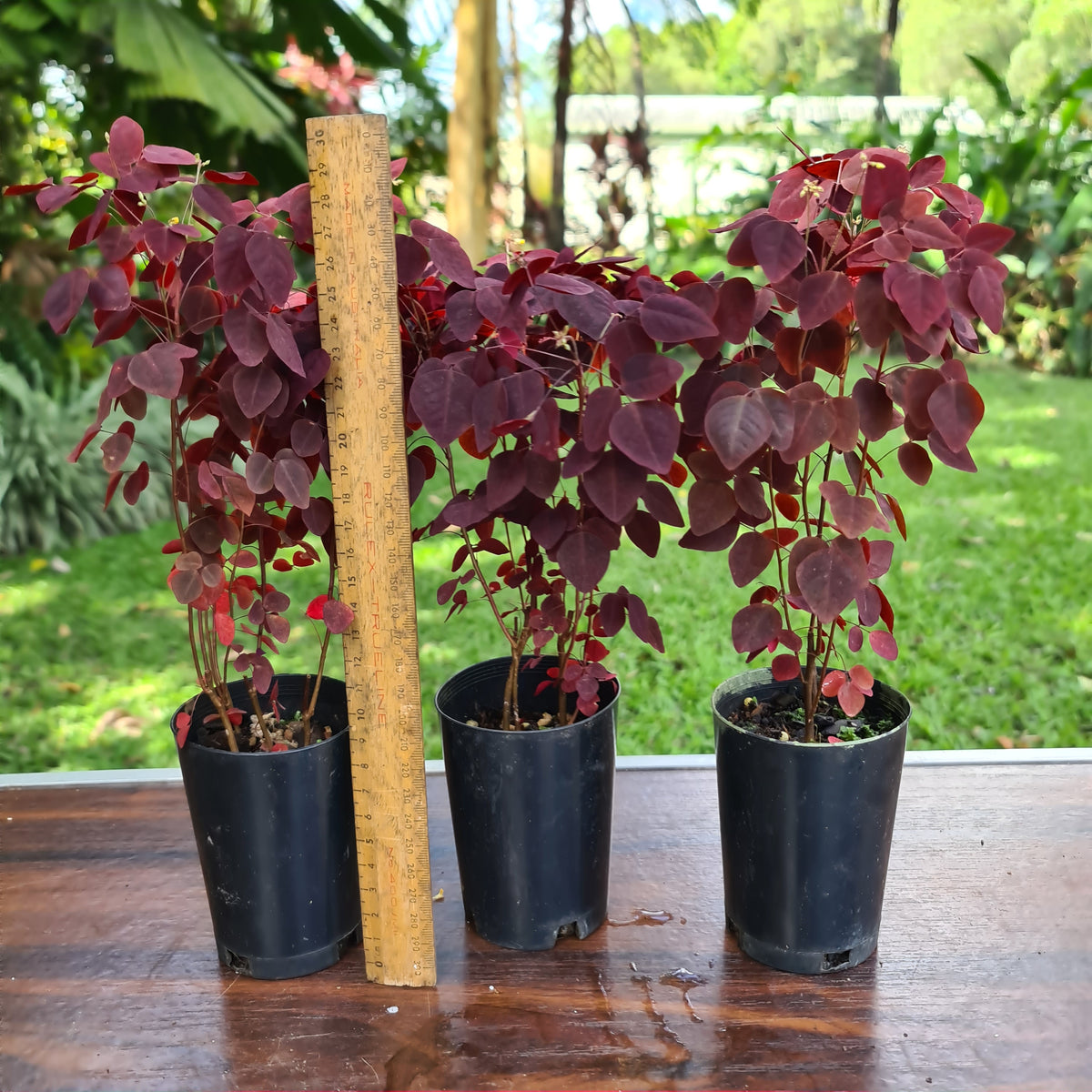 1 x Oxalyis Hedysaroides / Fire Fern – J & S Plant Pickers