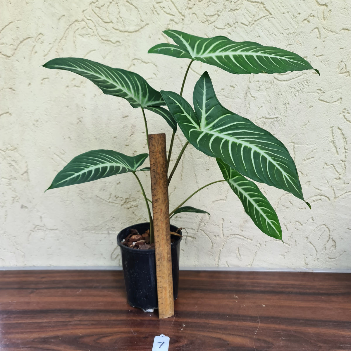 #7 Phyllotaenium Lindenii – J & S Plant Pickers