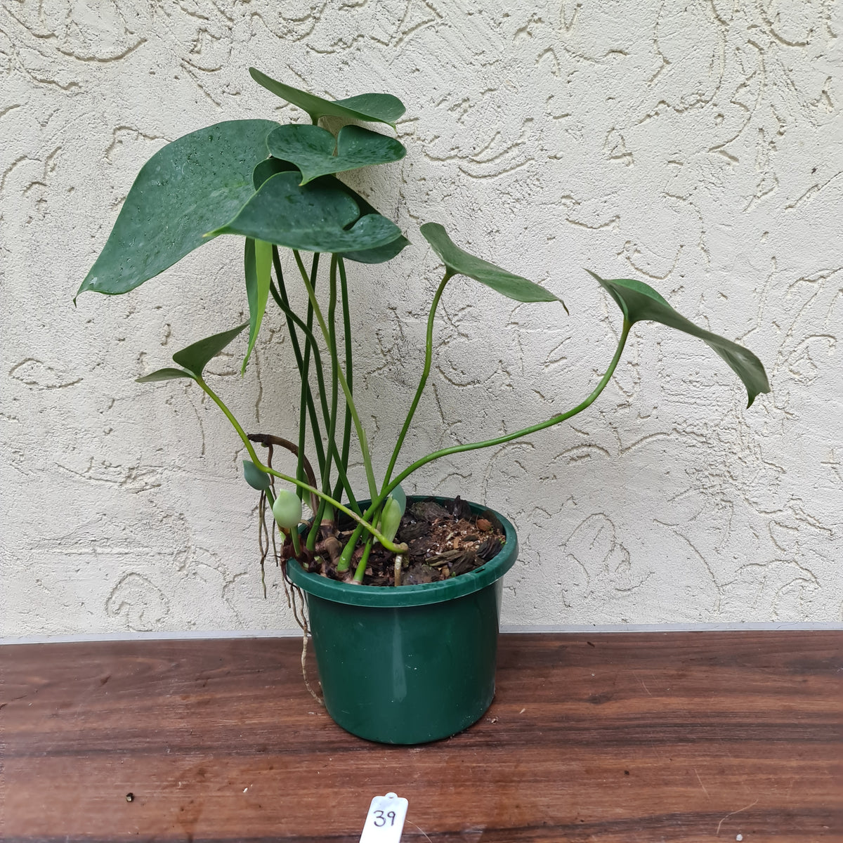 #39 Amydrium Humile – J & S Plant Pickers