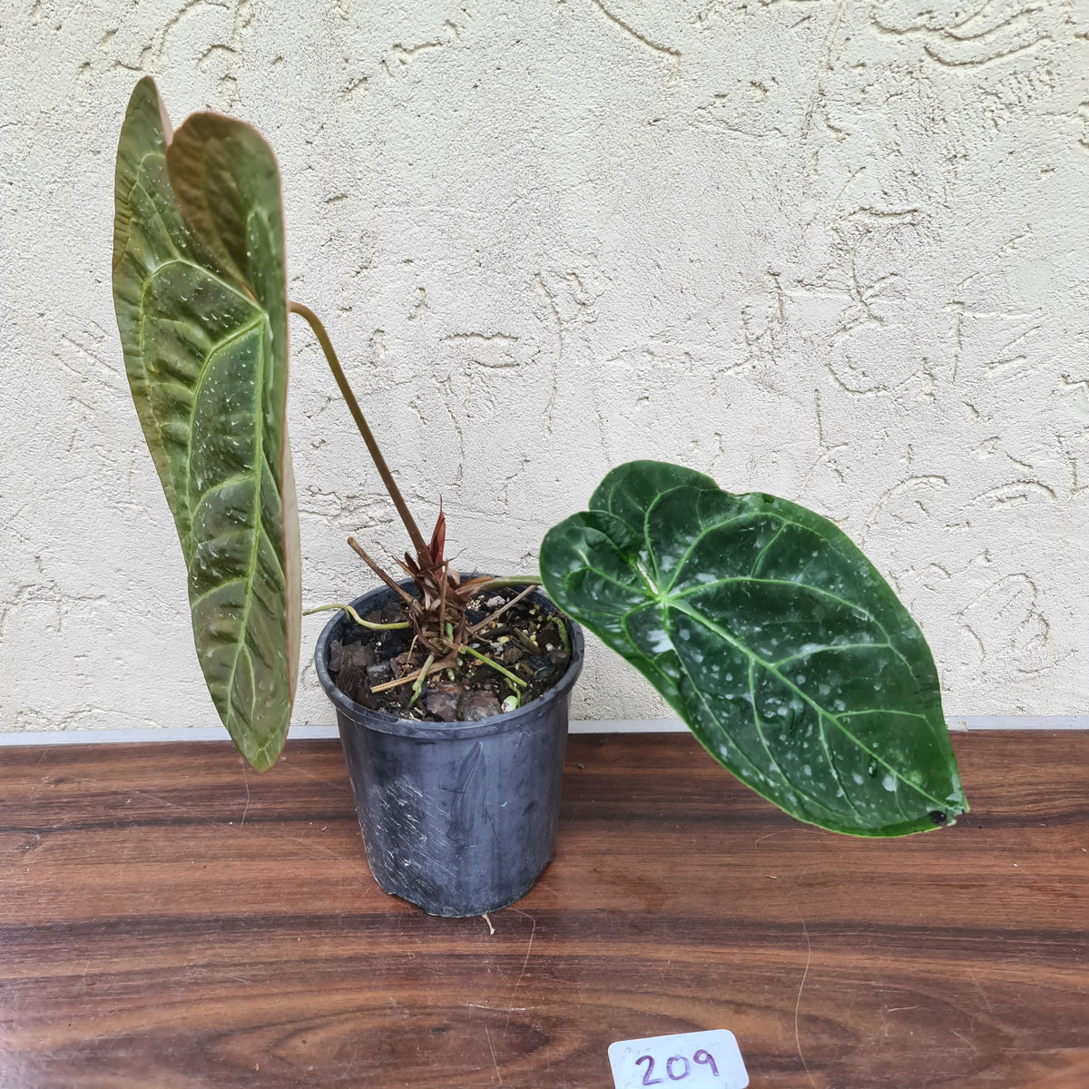 #209 Anthurium 'Velvet Shadow' – J & S Plant Pickers