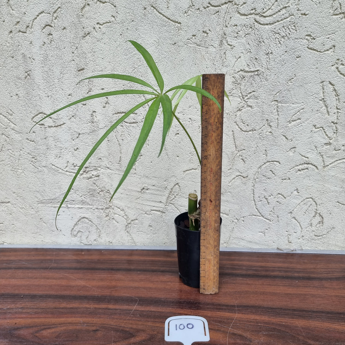 #100 Anthurium Polydactylum - Well rooted cutting – J & S Plant Pickers