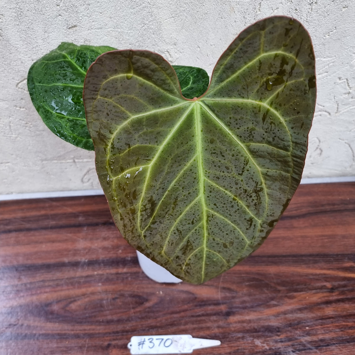 #370 Anthurium 'Velvet Shadow' – J & S Plant Pickers