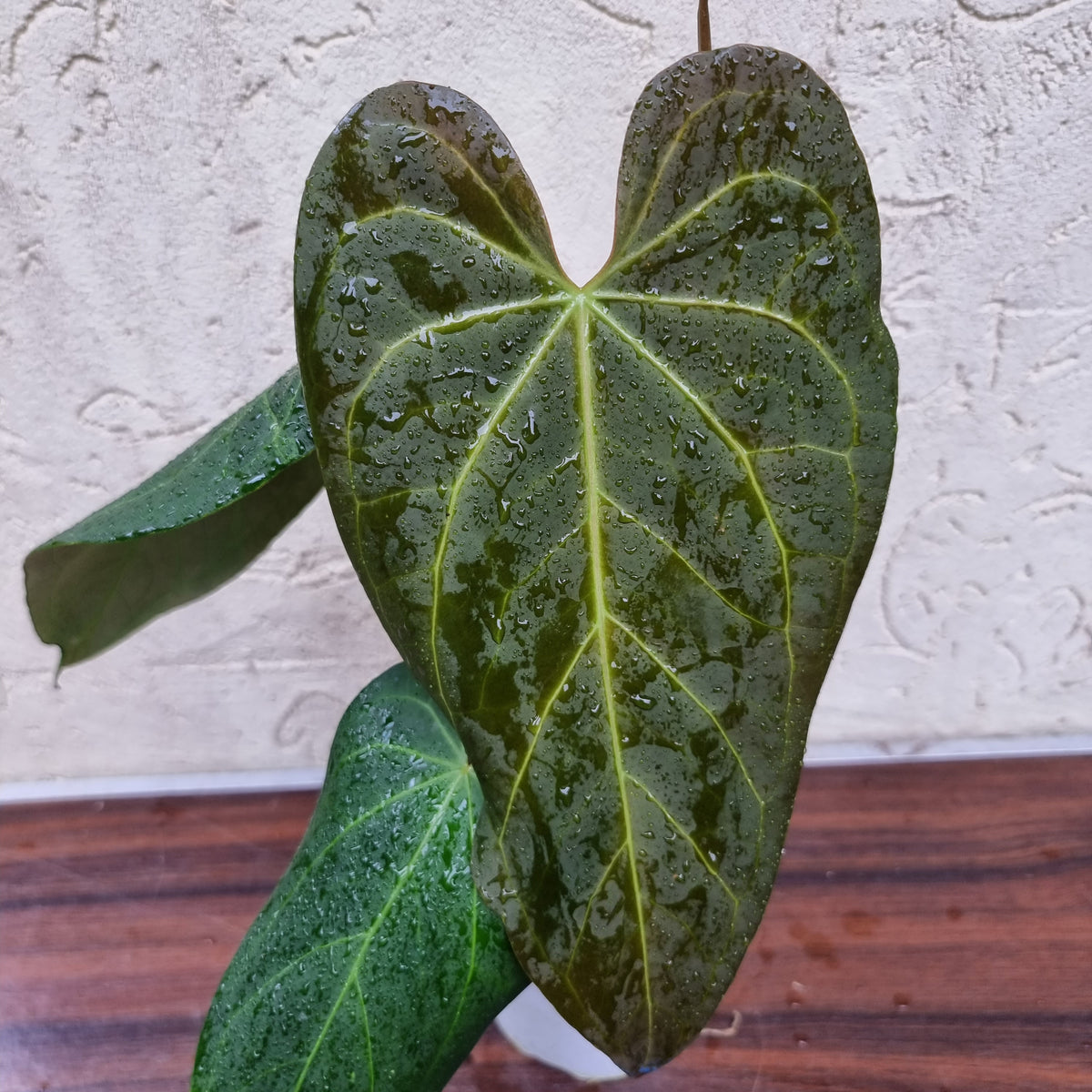 #109 Dark Anthurium 'Velvet Shadow' - Flowering Maturity – J & S Plant ...