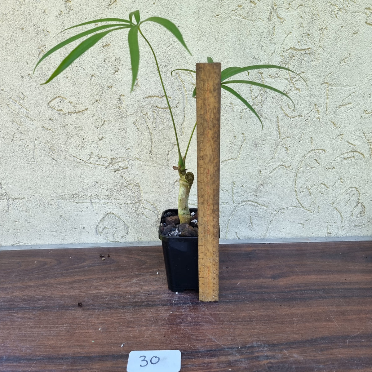 #30 Anthurium Polydactylum - Well rooted/shot cutting – J & S Plant Pickers