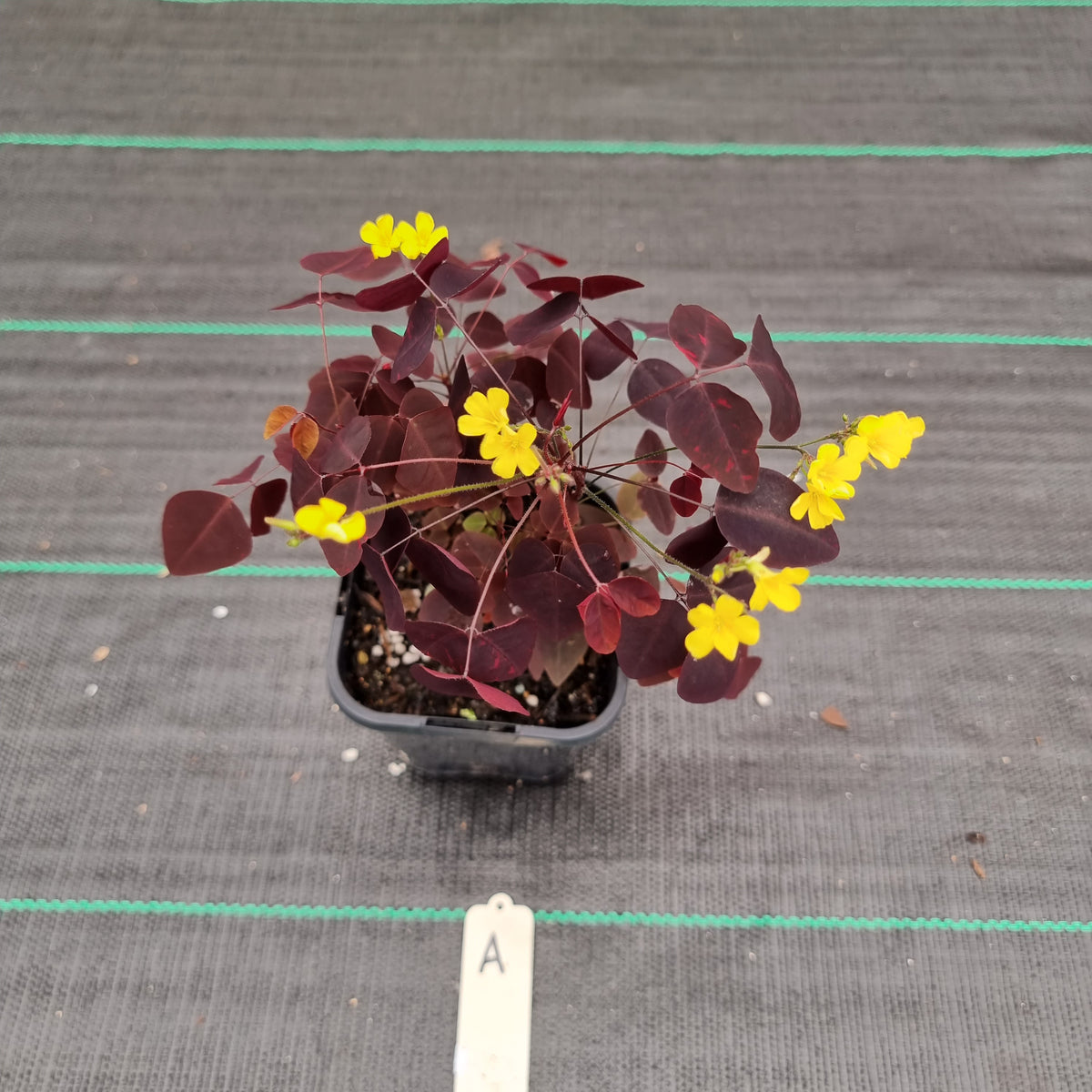 #A Oxalis Hedysaroides - Fire Fern – J & S Plant Pickers