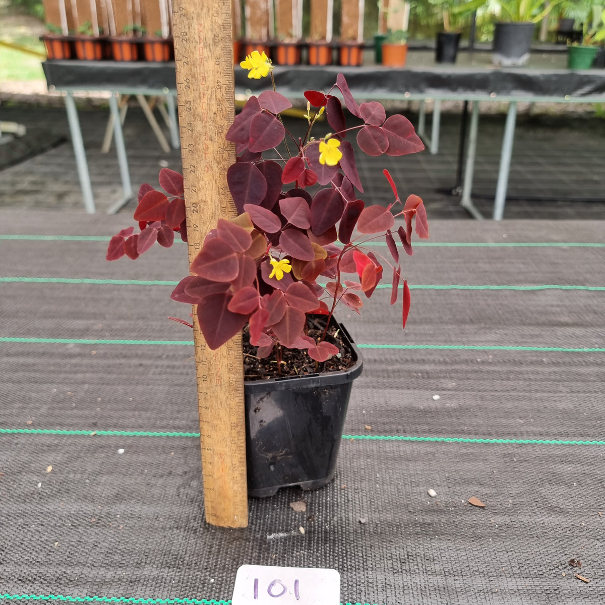 #101 Oxalis Hedysaroides - Fire Fern – J & S Plant Pickers