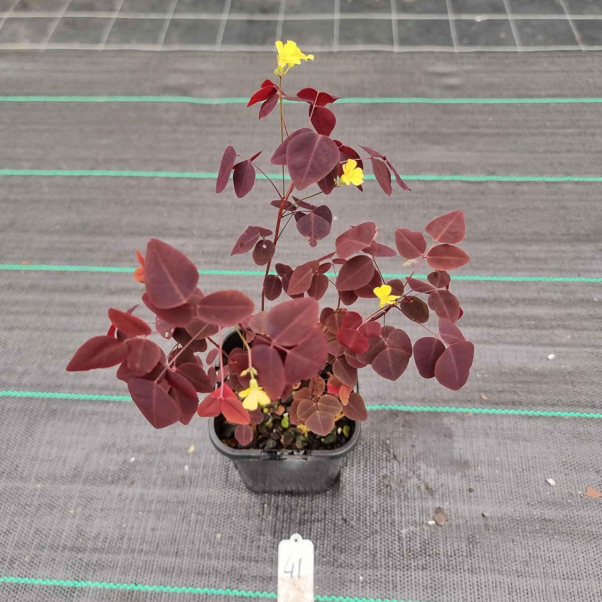 #41 Oxalis Hedysaroides - Fire Fern – J & S Plant Pickers