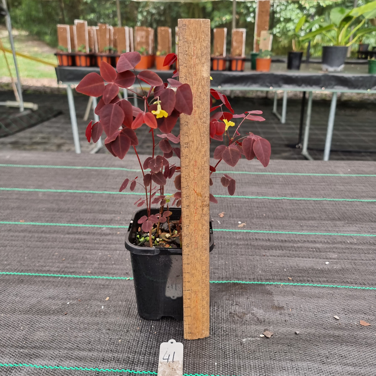 #41 Oxalis Hedysaroides - Fire Fern – J & S Plant Pickers