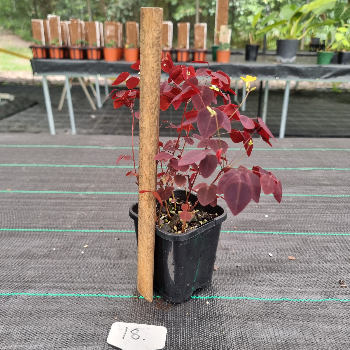 #18 Oxalis Hedysaroides - Fire Fern – J & S Plant Pickers
