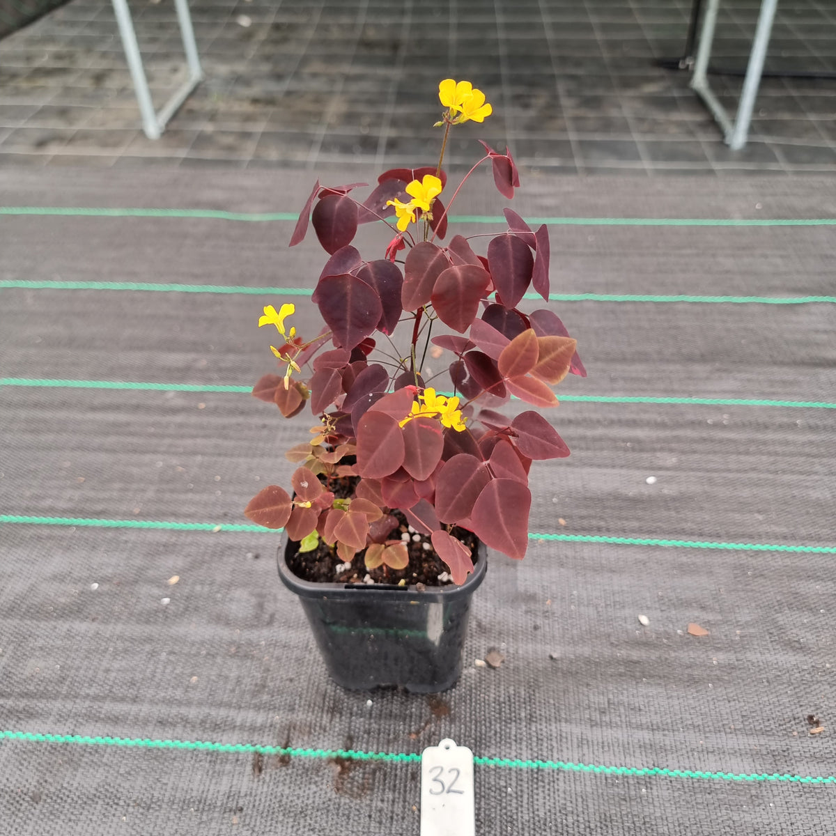 #32 Oxalis Hedysaroides - Fire Fern – J & S Plant Pickers