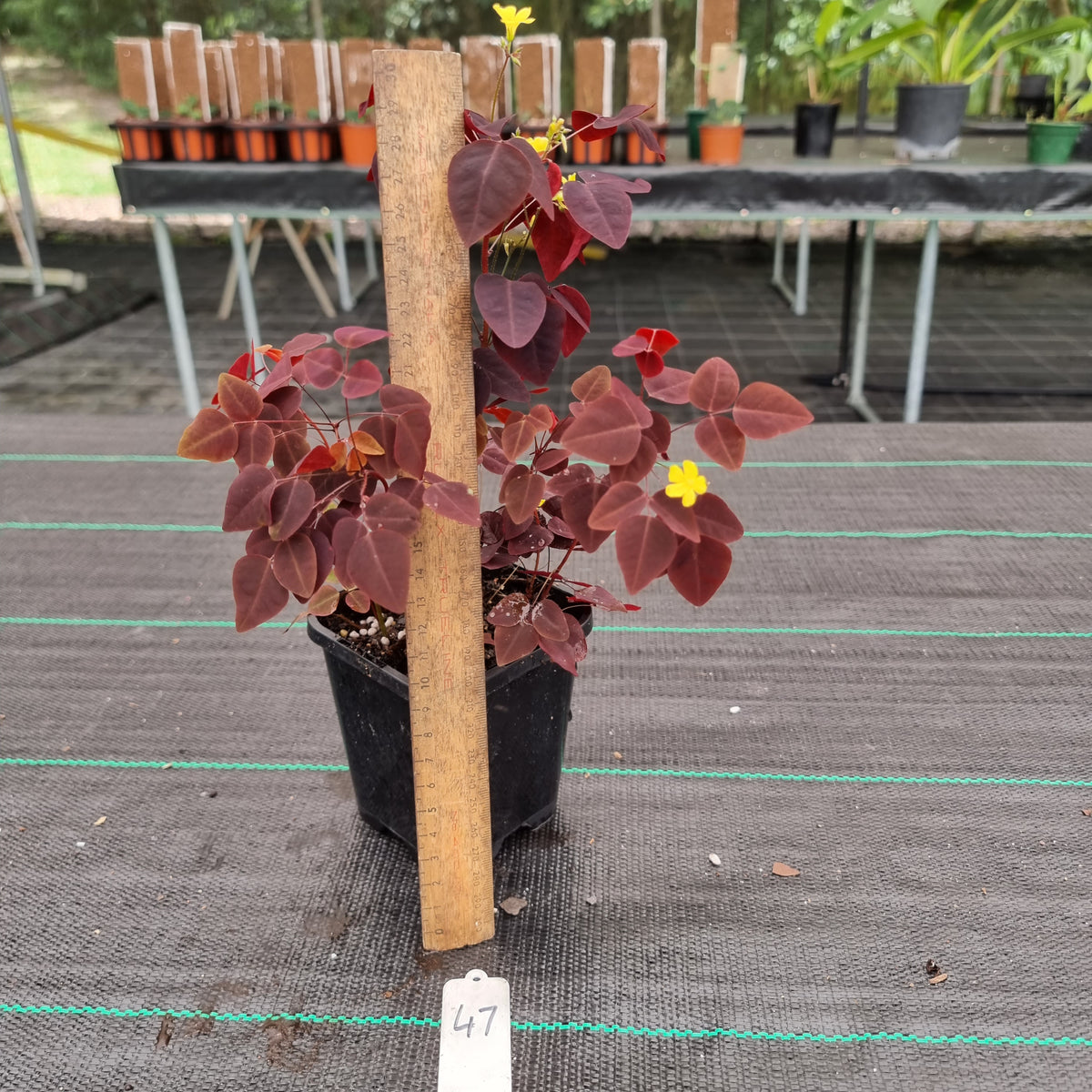 #47 Oxalis Hedysaroides - Fire Fern – J & S Plant Pickers