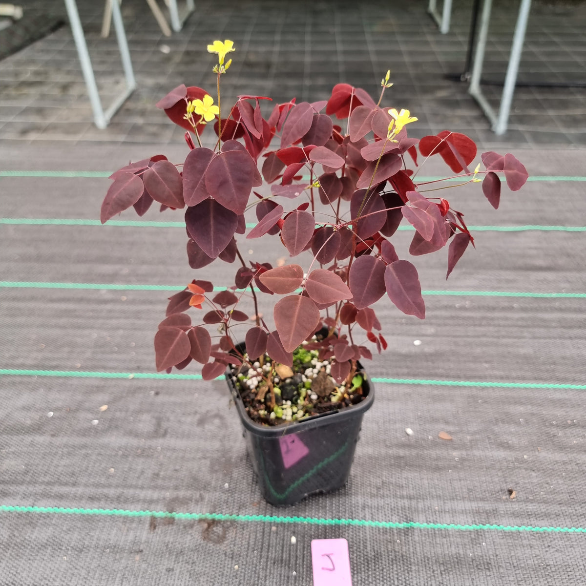 #J Oxalis Hedysaroides - Fire Fern – J & S Plant Pickers