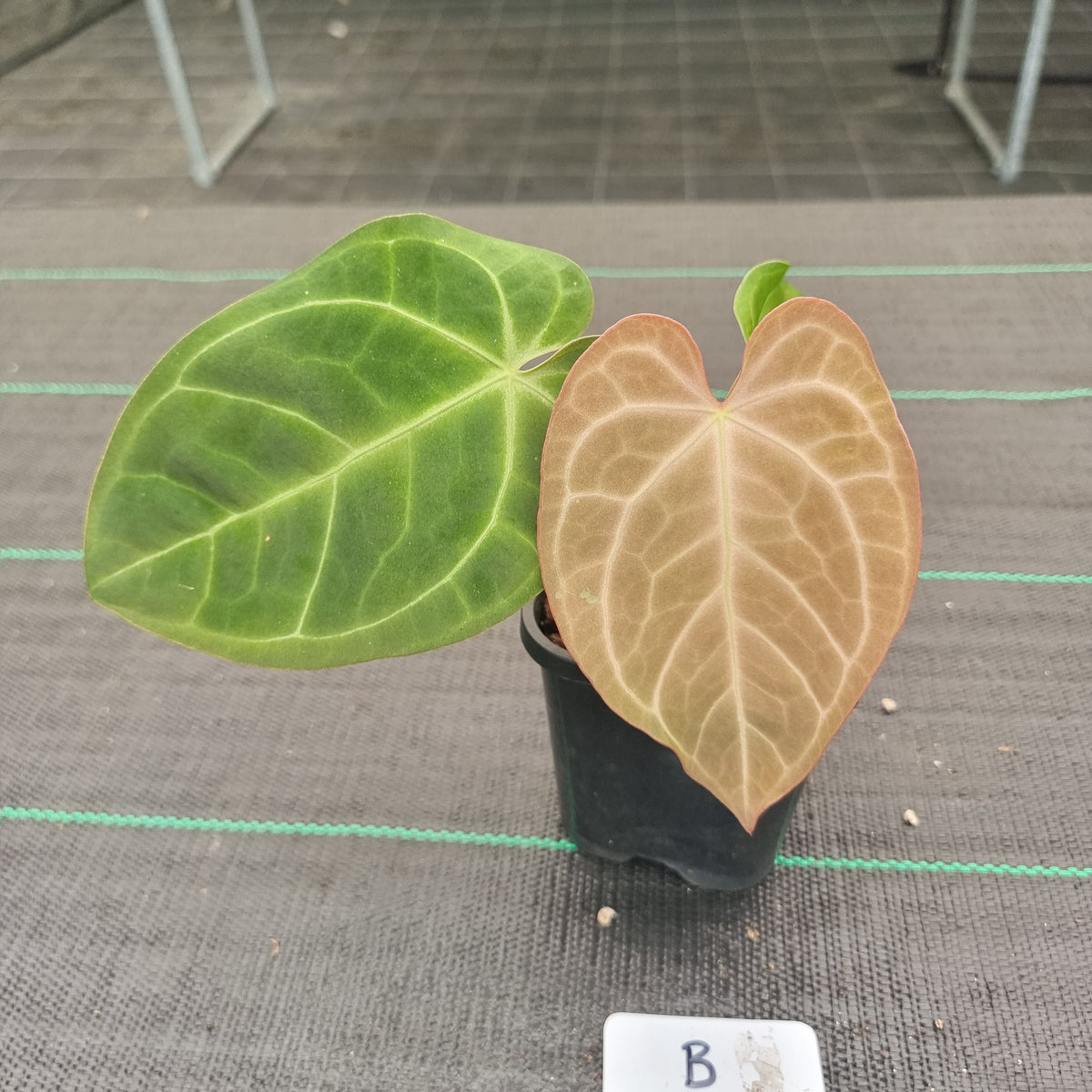 #B Anthurium 'Velvet Shadow' – J & S Plant Pickers