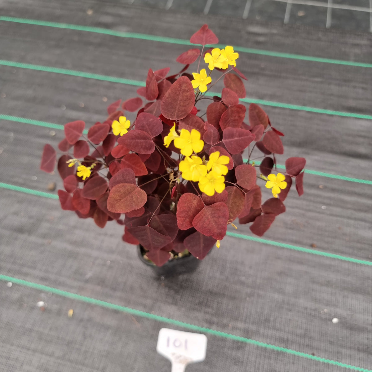 #101 Oxalis Hedysaroides - Fire Fern – J & S Plant Pickers