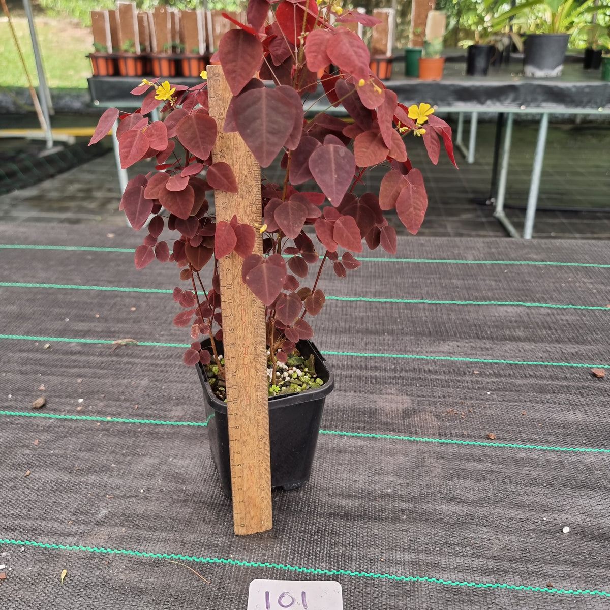 #101 Oxalis Hedysaroides - Fire Fern – J & S Plant Pickers