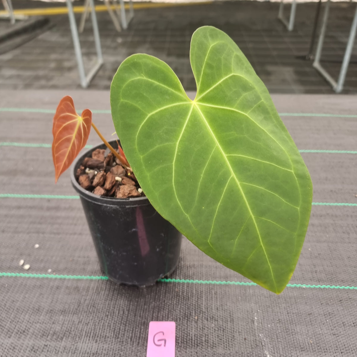 #G Anthurium 'Velvet Shadow' – J & S Plant Pickers