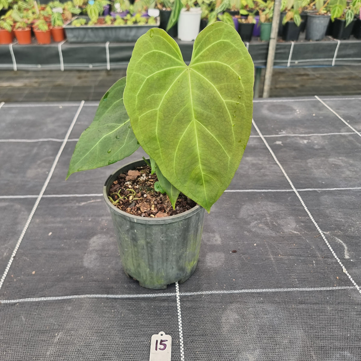 #15 Anthurium 'Velvet Shadow' - Multiple Heads – J & S Plant Pickers
