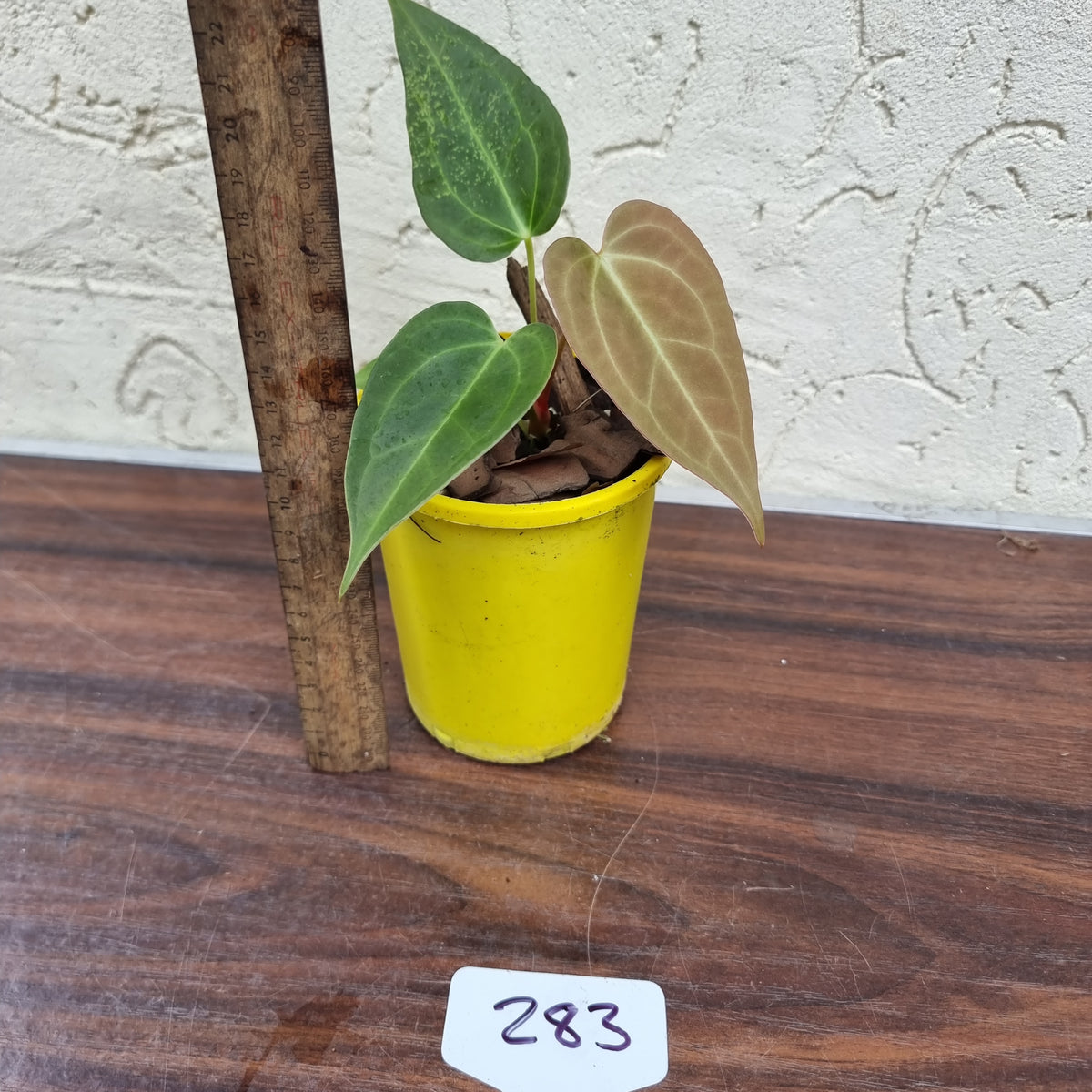 #283 Anthurium 'Velvet Shadow' – J & S Plant Pickers