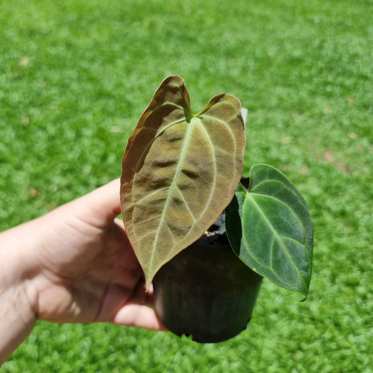 #896 Anthurium 'Velvet Shadow' – J & S Plant Pickers