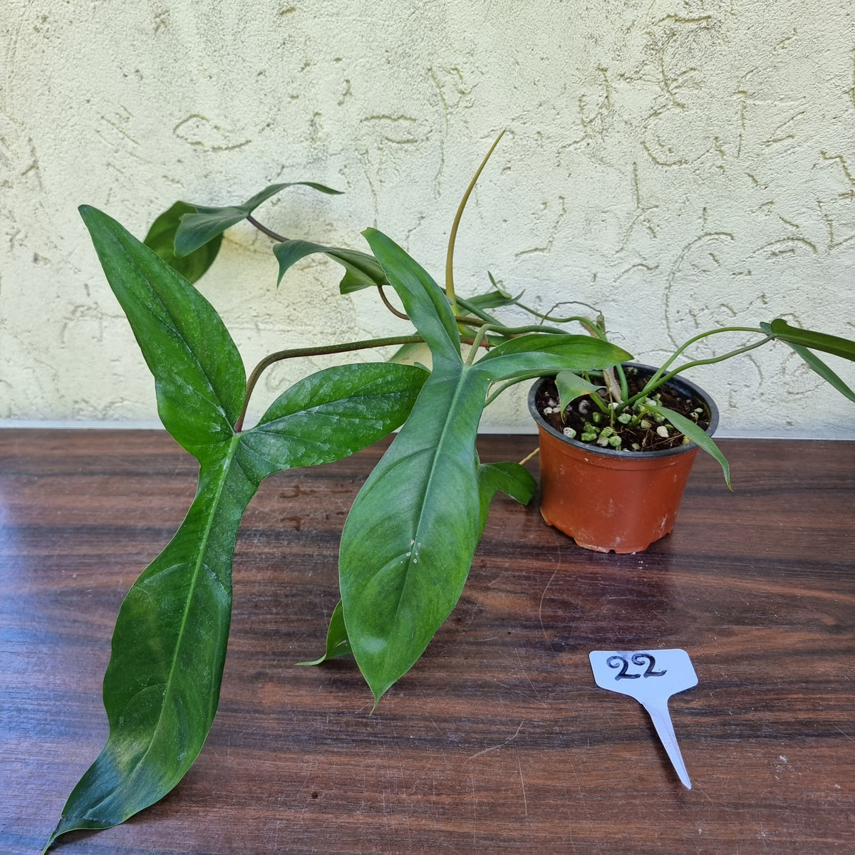 #22 Philodendron 69686 - 'Big Ears' – J & S Plant Pickers